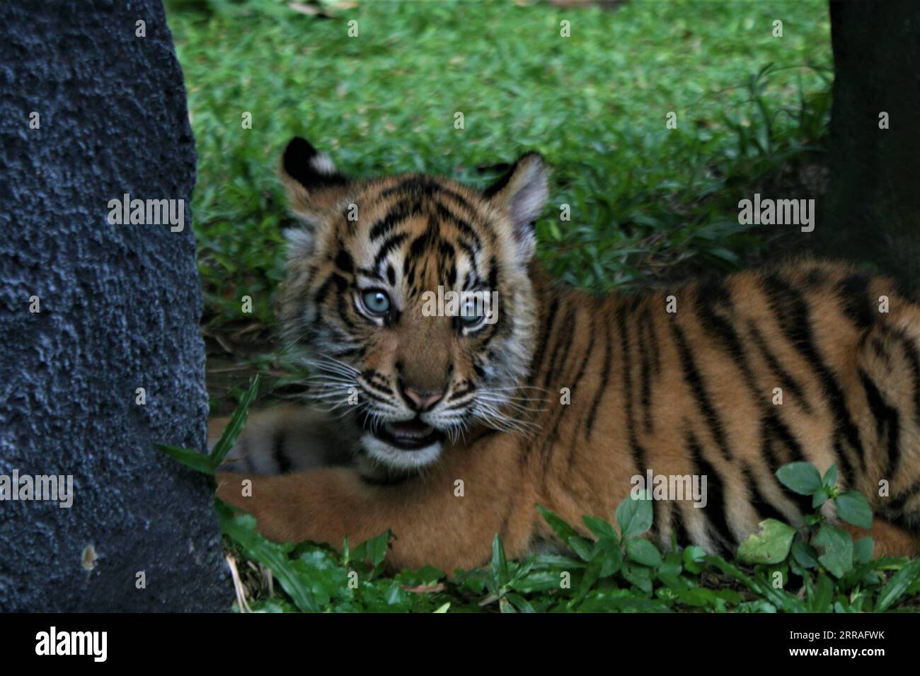 Taman safari prigen hi-res stock photography and images - Alamy