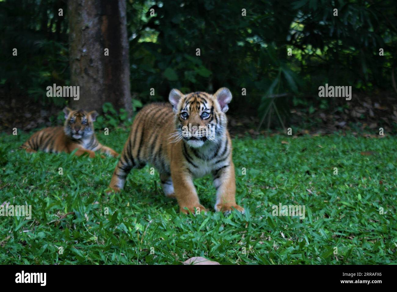 Taman safari prigen hi-res stock photography and images - Alamy