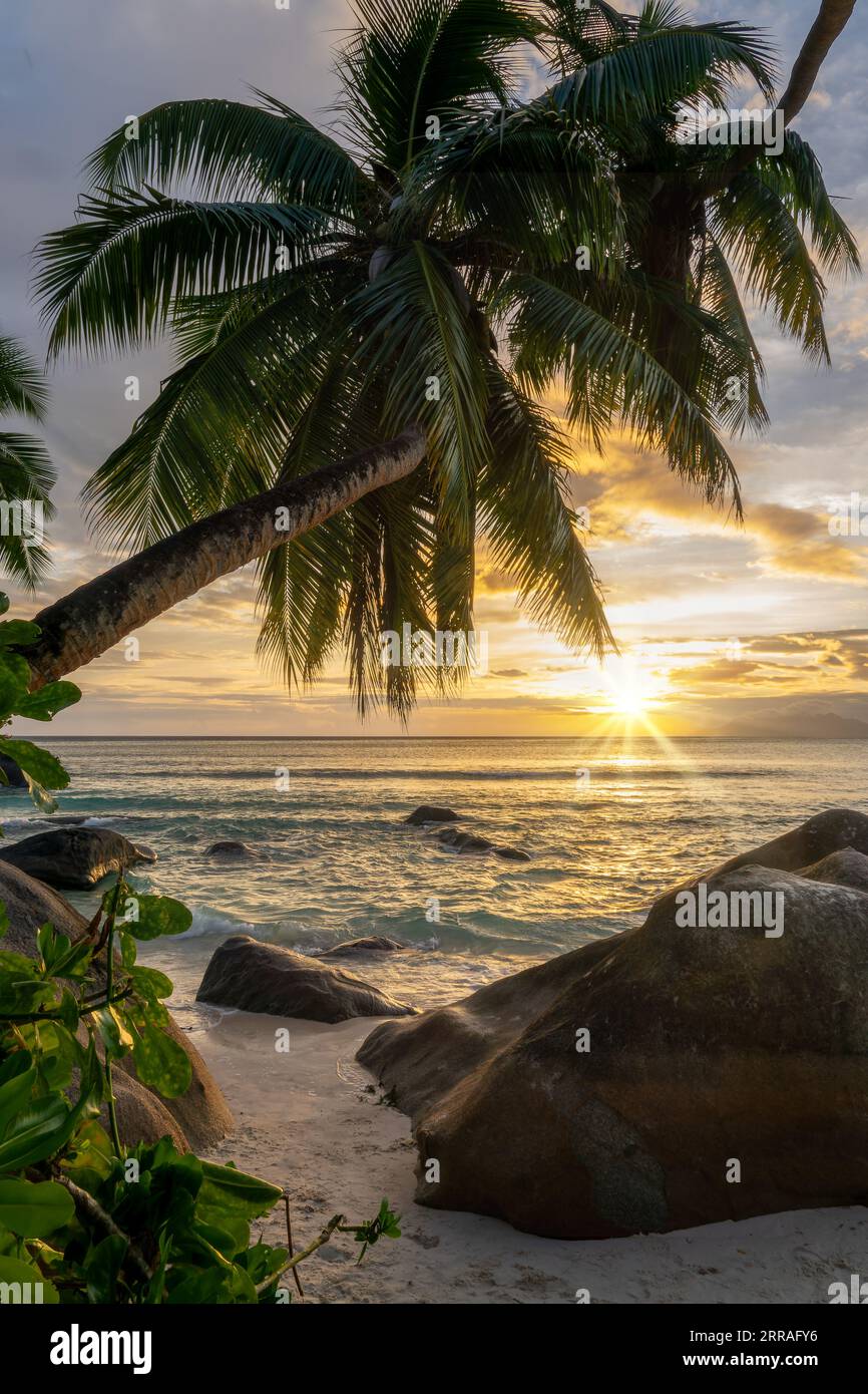 Perfect sunset landscape on a scenic tropical sand beach with palm ...