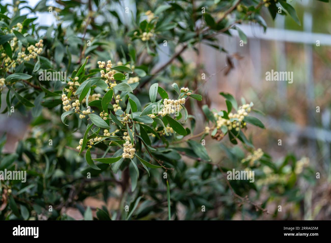 coastal native australian plants by the beach in spring Stock Photo - Alamy