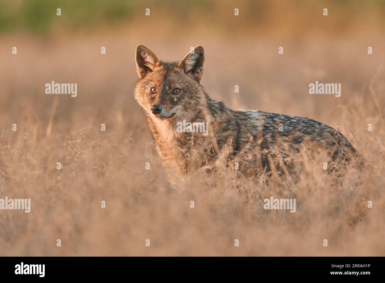 Golden jackal, Canis aureus in natural habitat Stock Photo - Alamy