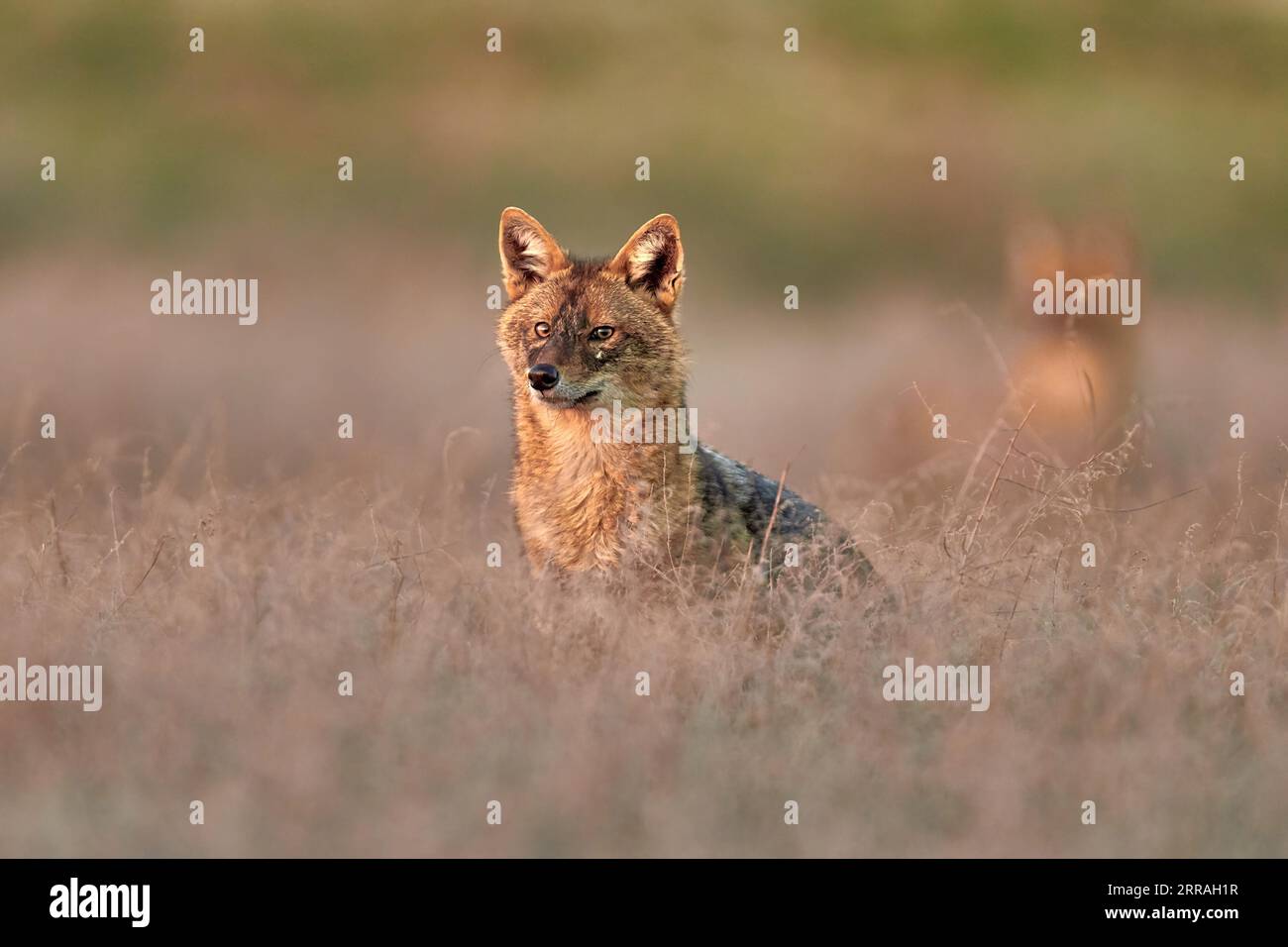Golden jackal, Canis aureus in natural habitat Stock Photo - Alamy
