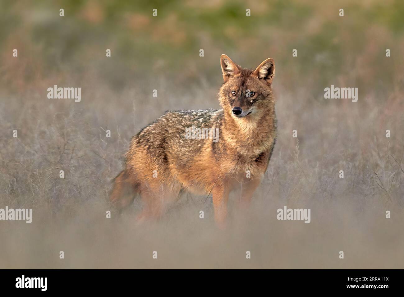 Golden jackal, Canis aureus in natural habitat Stock Photo - Alamy