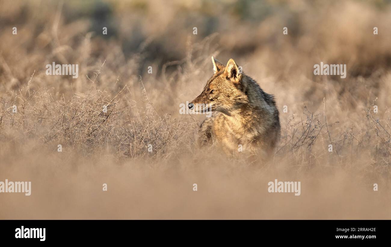 Golden jackal, Canis aureus in natural habitat Stock Photo - Alamy