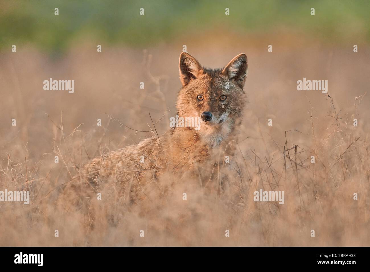 Golden jackal, Canis aureus in natural habitat Stock Photo - Alamy