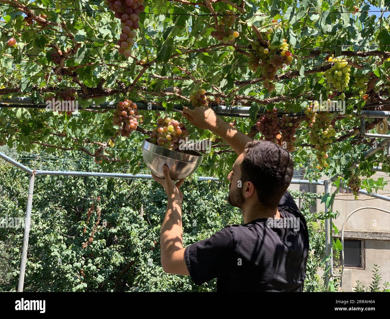 Bekaa farmer hi-res stock photography and images - Alamy