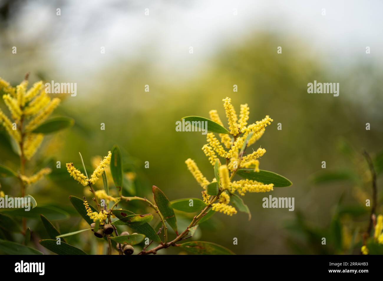 coastal native australian plants by the beach in spring Stock Photo - Alamy