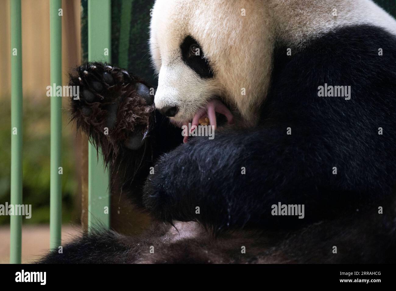 Zo handout hi-res stock photography and images - Alamy