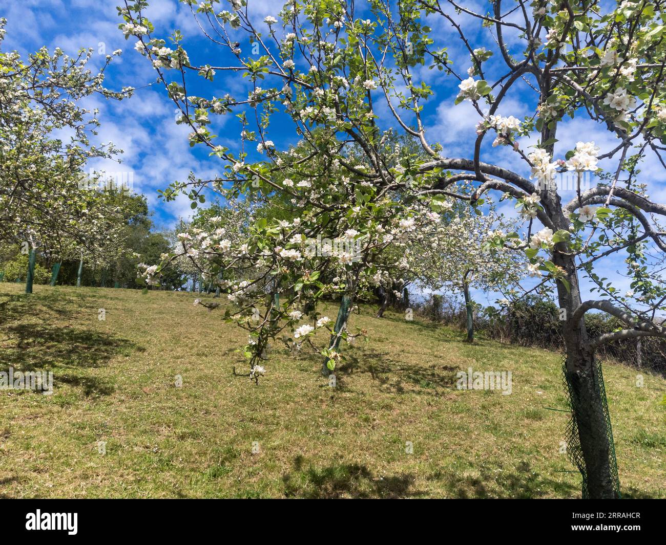 Apple tree orchards in Asturias, spring white blossom of apple trees ...