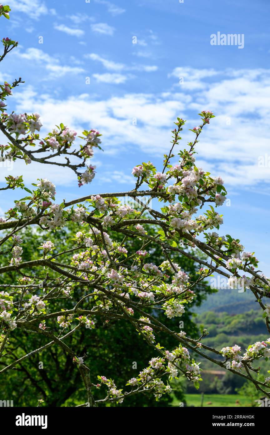 Apple tree orchards in Asturias, spring white blossom of apple trees ...