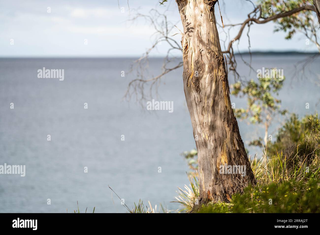 coastal native australian plants by the beach in spring Stock Photo - Alamy