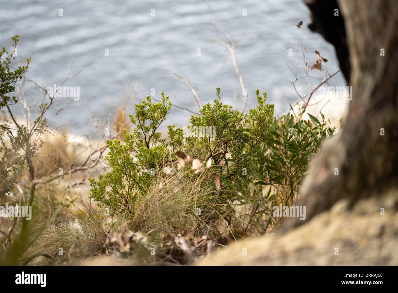 coastal native australian plants by the beach in spring Stock Photo - Alamy