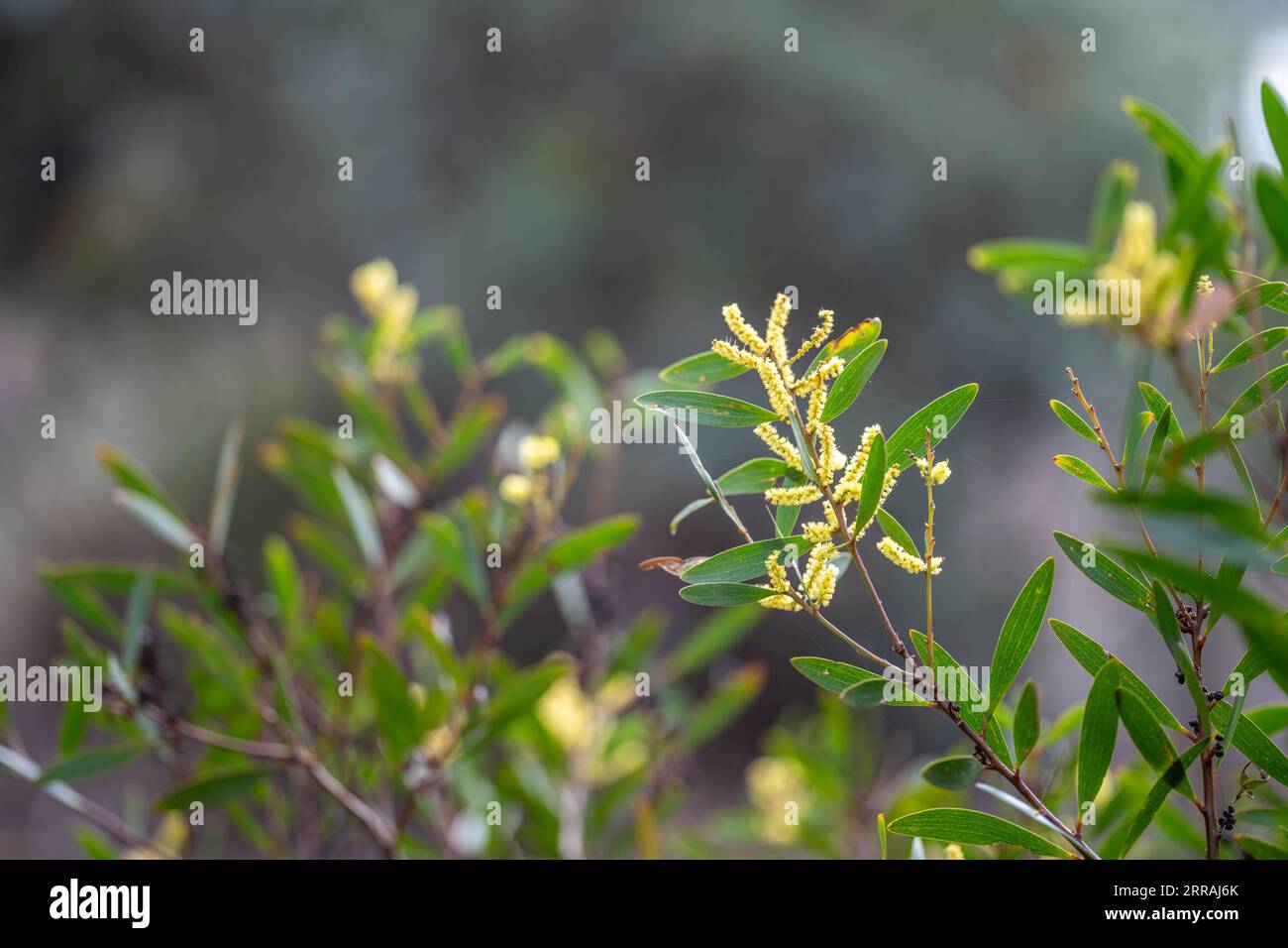 coastal native australian plants by the beach in spring Stock Photo - Alamy