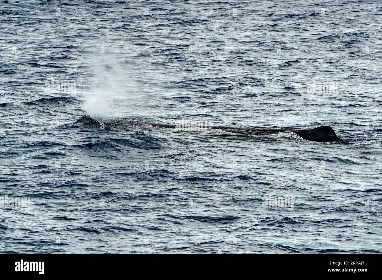 A spermwhale on sea surface Sperm Whale blowing and breathing in ...