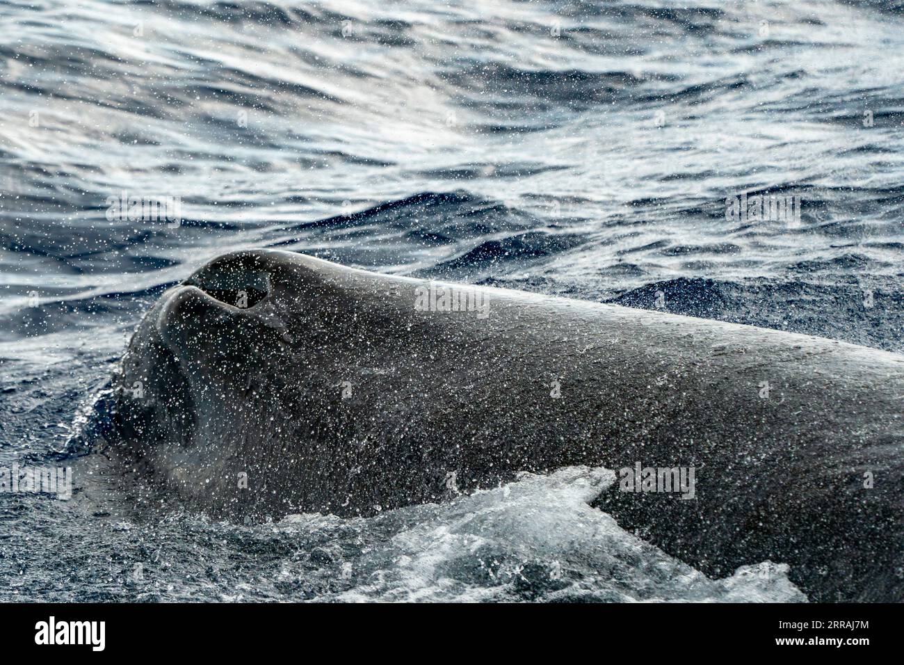 Spermwhale tail hi-res stock photography and images - Alamy