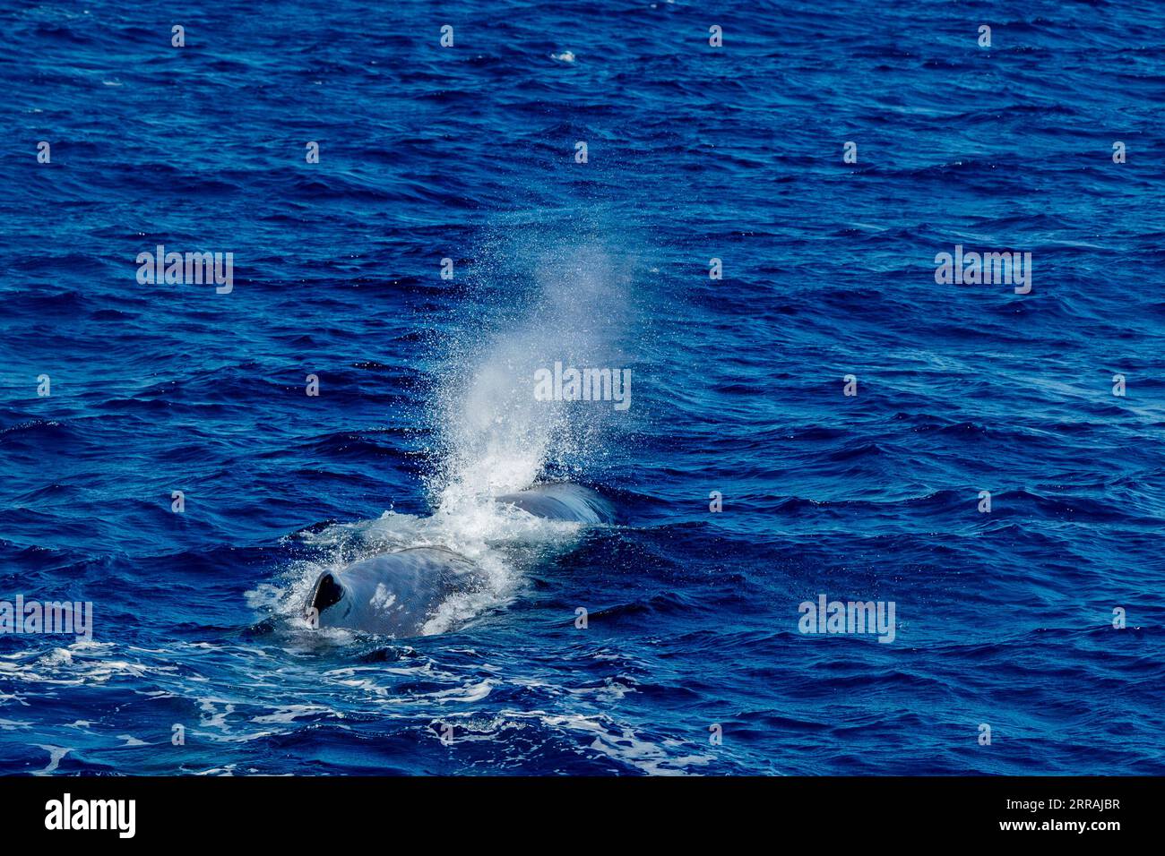 A spermwhale on sea surface Sperm Whale blowing and breathing in ...