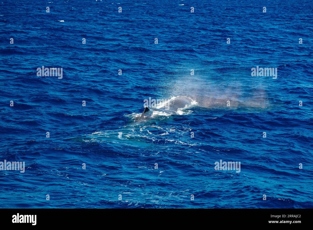 Spermwhale tail hi-res stock photography and images - Alamy