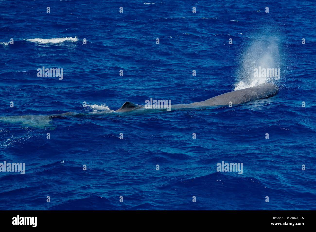 Spermwhale tail hi-res stock photography and images - Alamy
