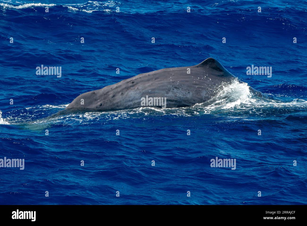 Spermwhale tail hi-res stock photography and images - Alamy