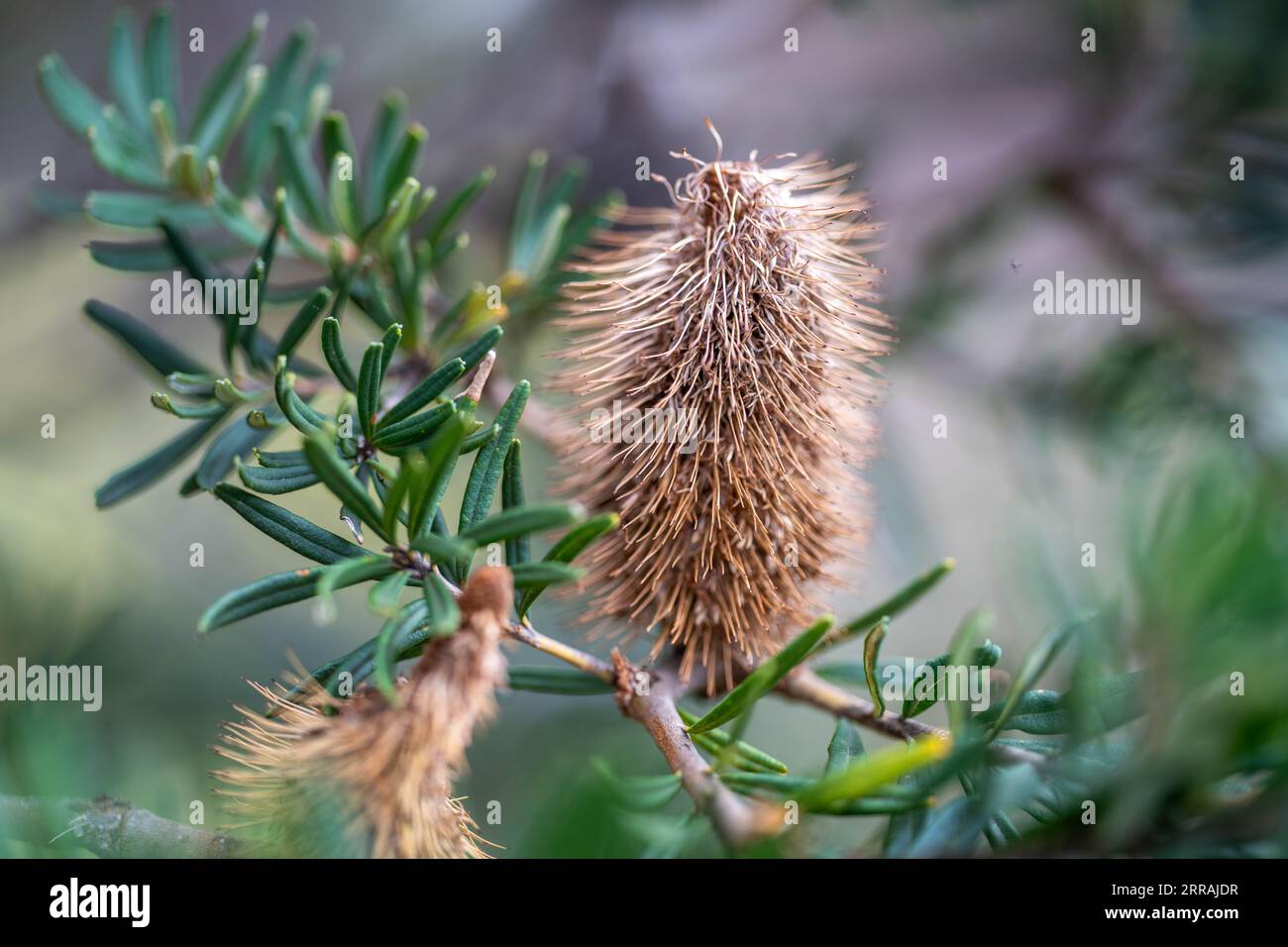 coastal native australian plants by the beach in spring Stock Photo - Alamy