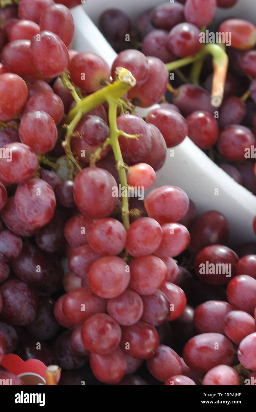 07 Sept. 2023/ Redn and green grapes fruit and Vegetable and fruit ...