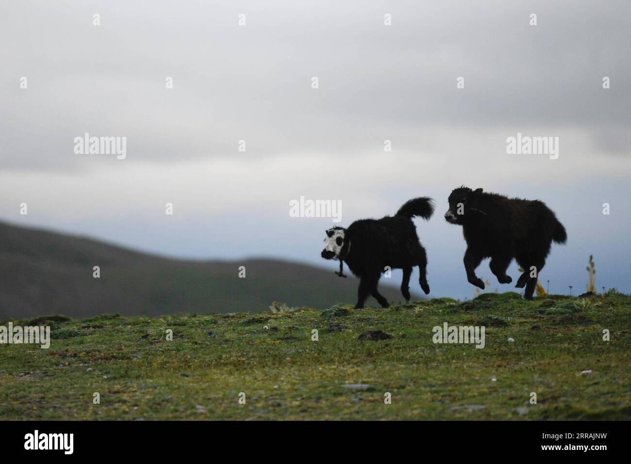 Yak calves hi-res stock photography and images - Alamy