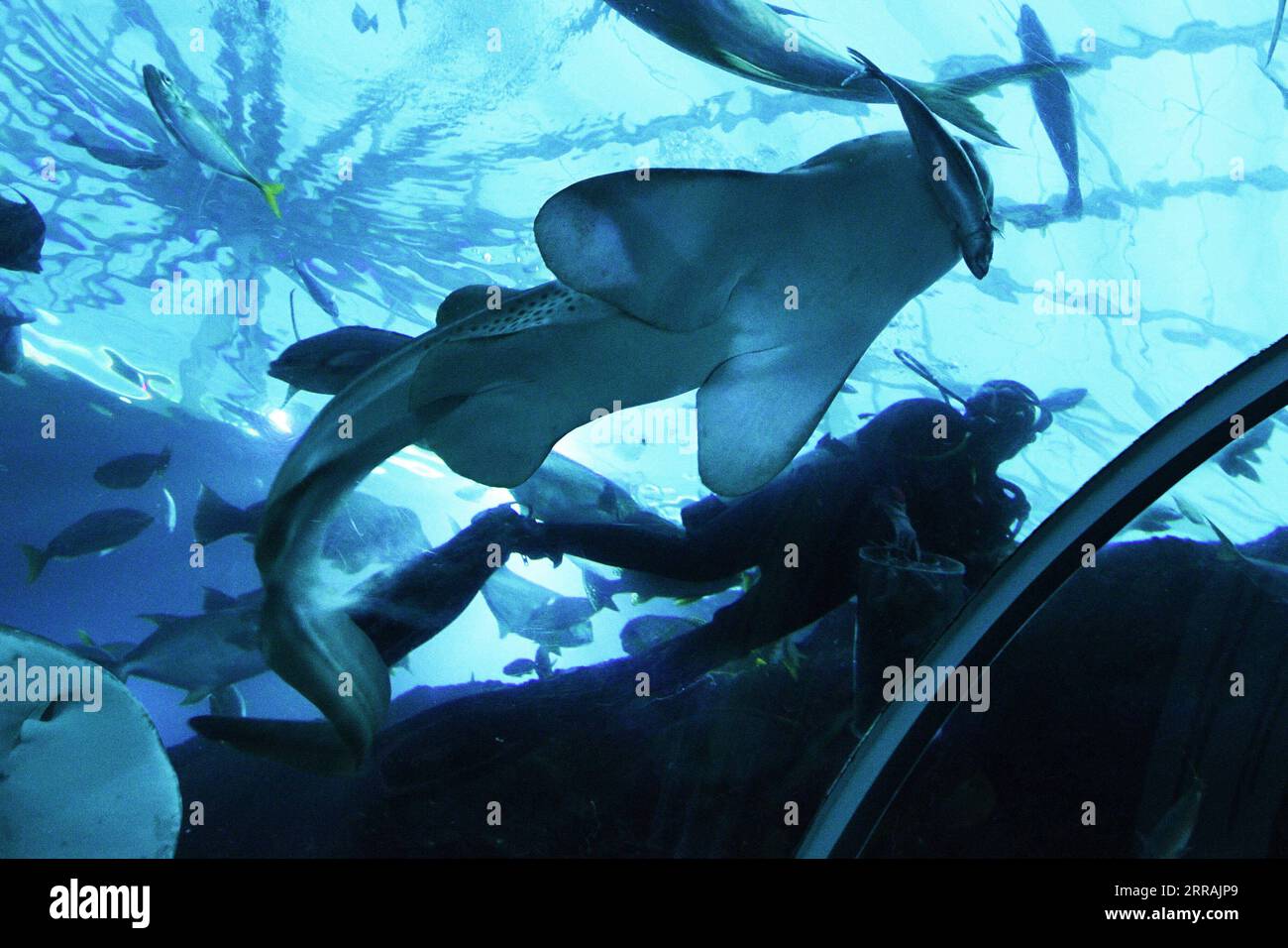 Parthenogenesis Shark