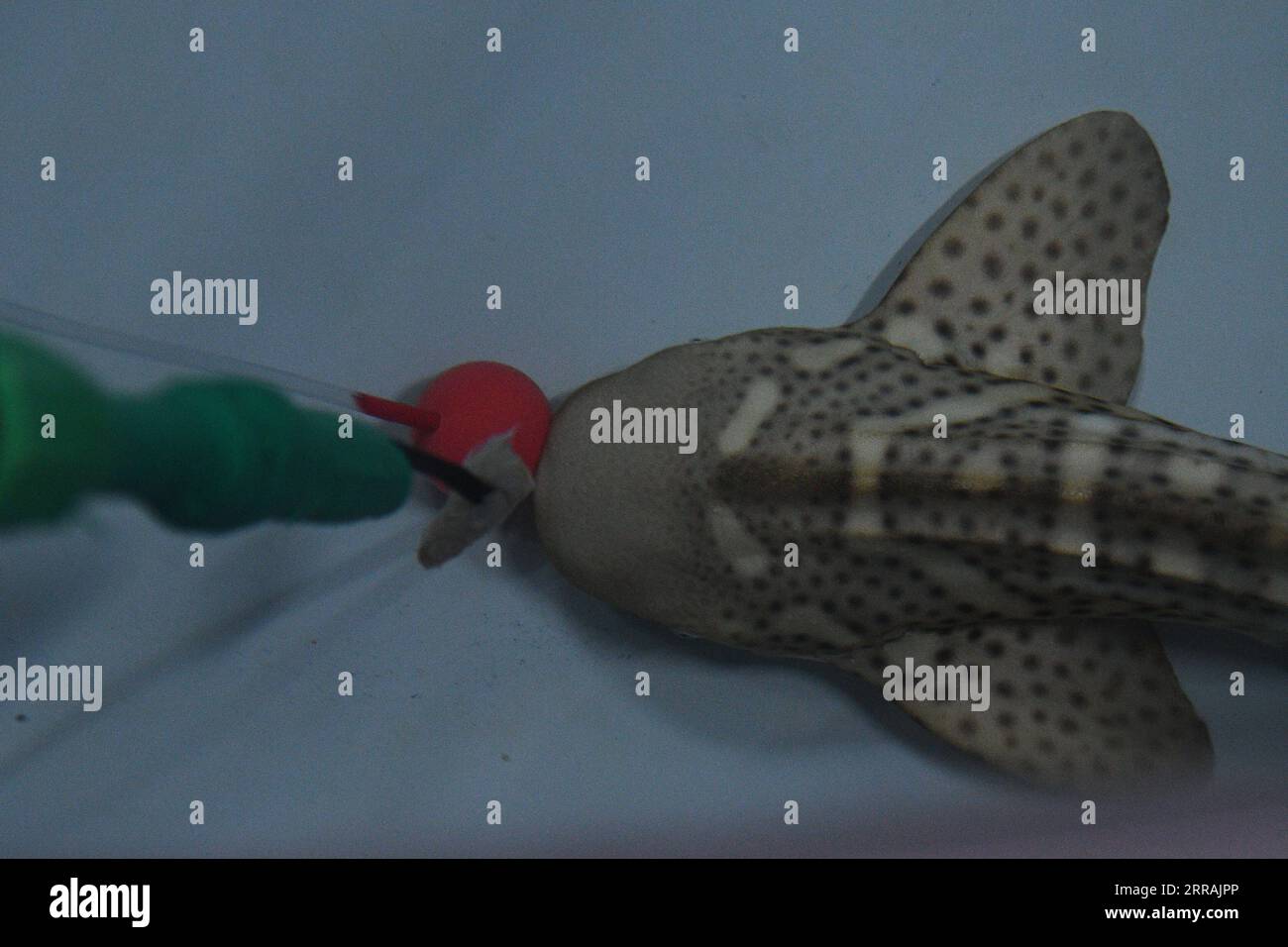 Parthenogenesis Shark