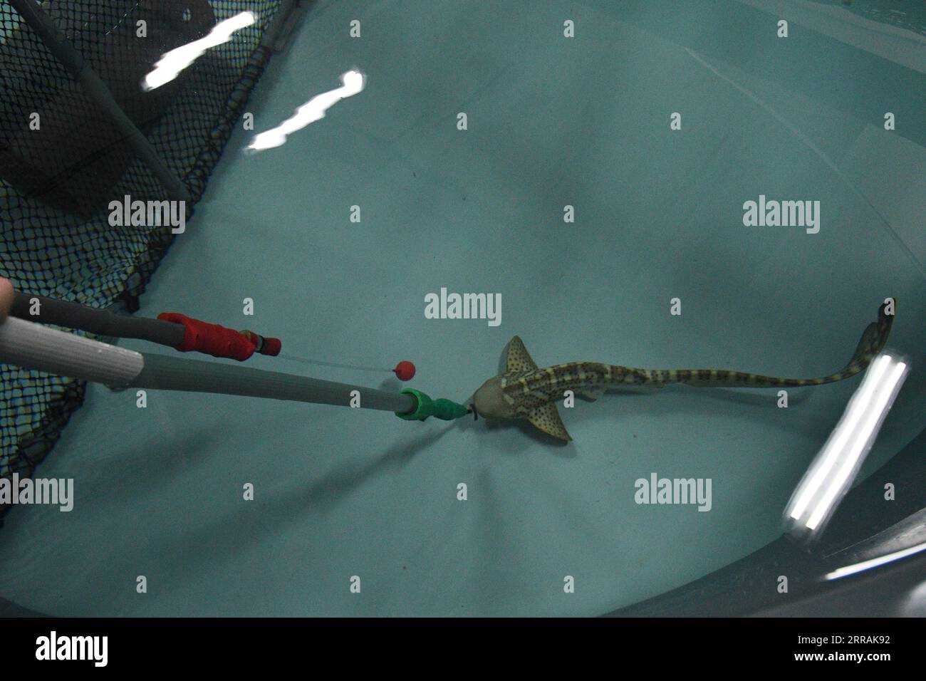 210804 -- SINGAPORE, Aug. 4, 2021 -- Hope, a parthenogenetically born ...