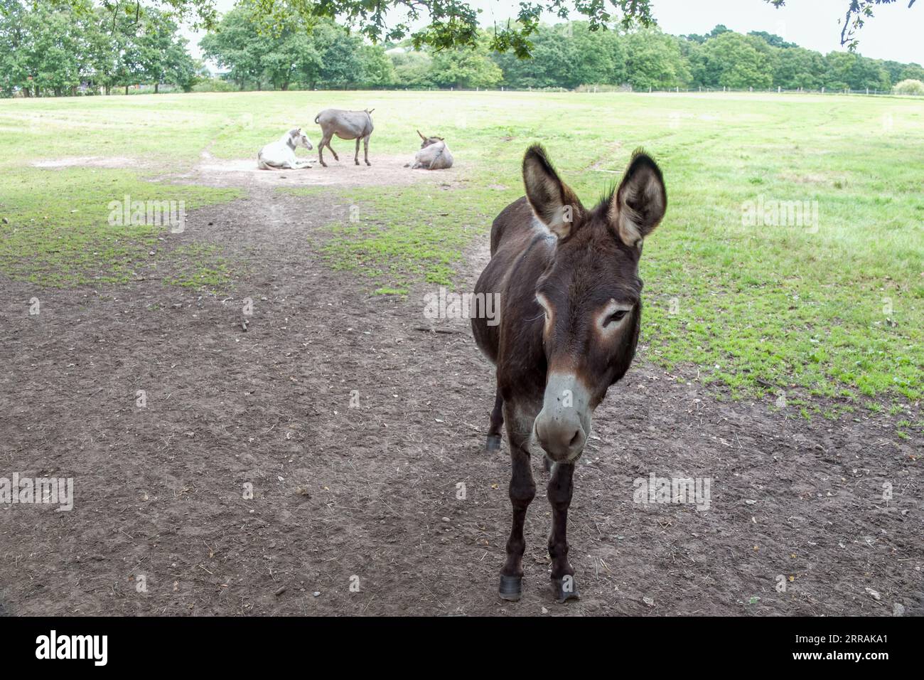 Donkey colt hi-res stock photography and images - Alamy