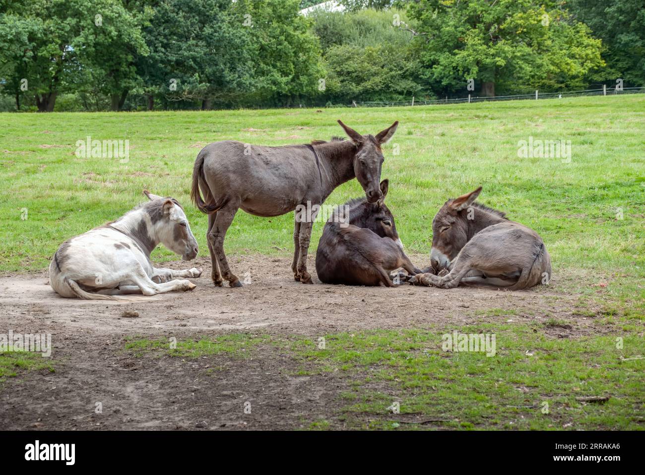 Donkey lying down hi-res stock photography and images - Alamy