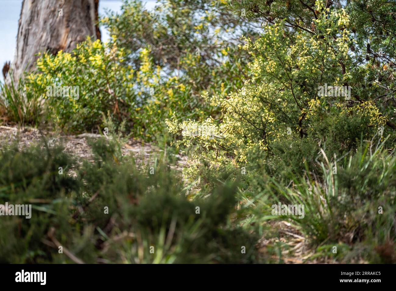 coastal native australian plants by the beach in spring Stock Photo - Alamy