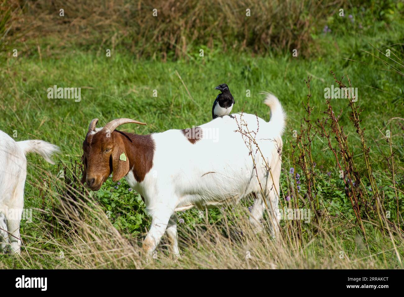 Magpie on back hi-res stock photography and images - Alamy