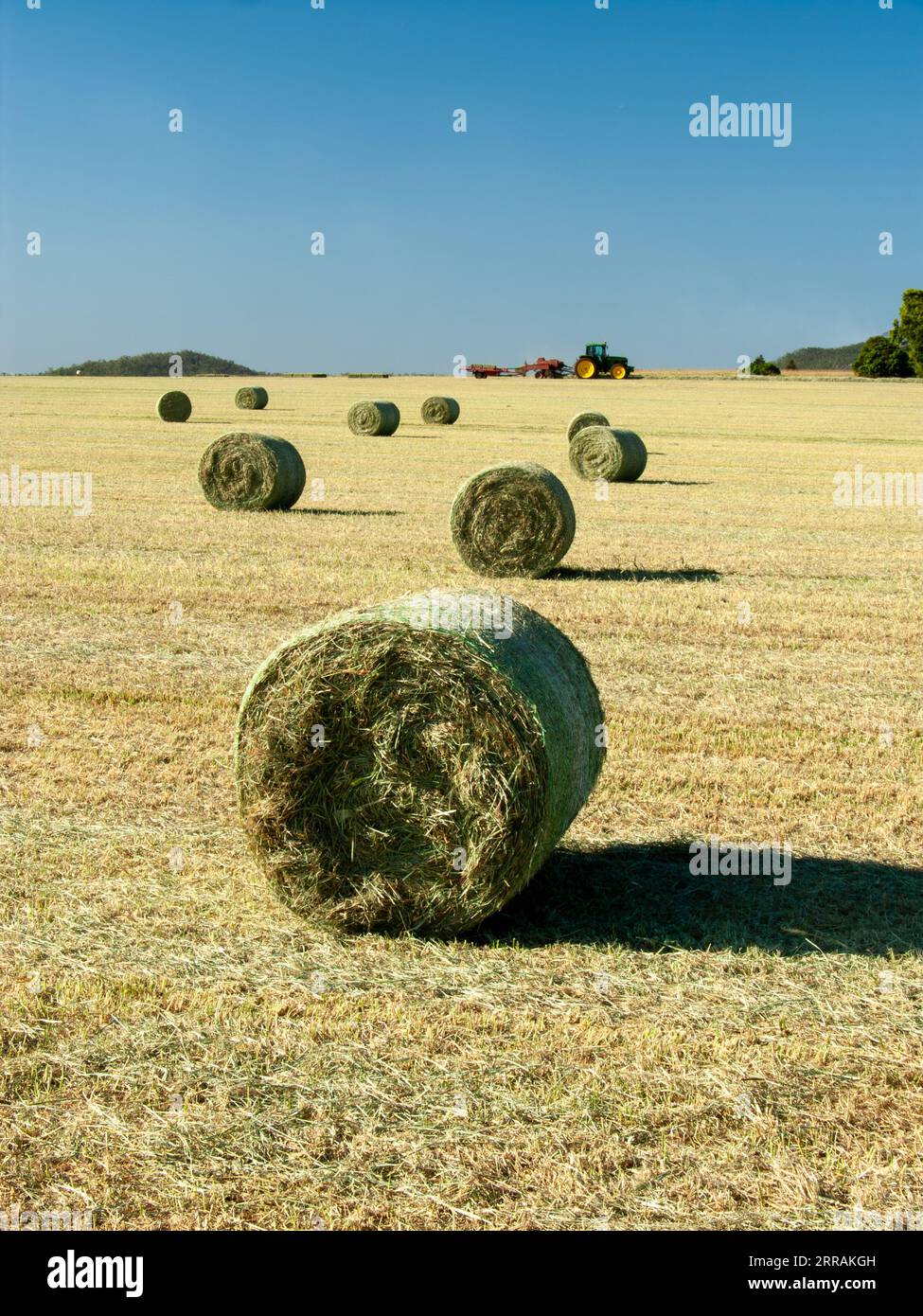 Freshly Harvested, Circular Hay Bails in Field, Kairi, Australia Stock ...