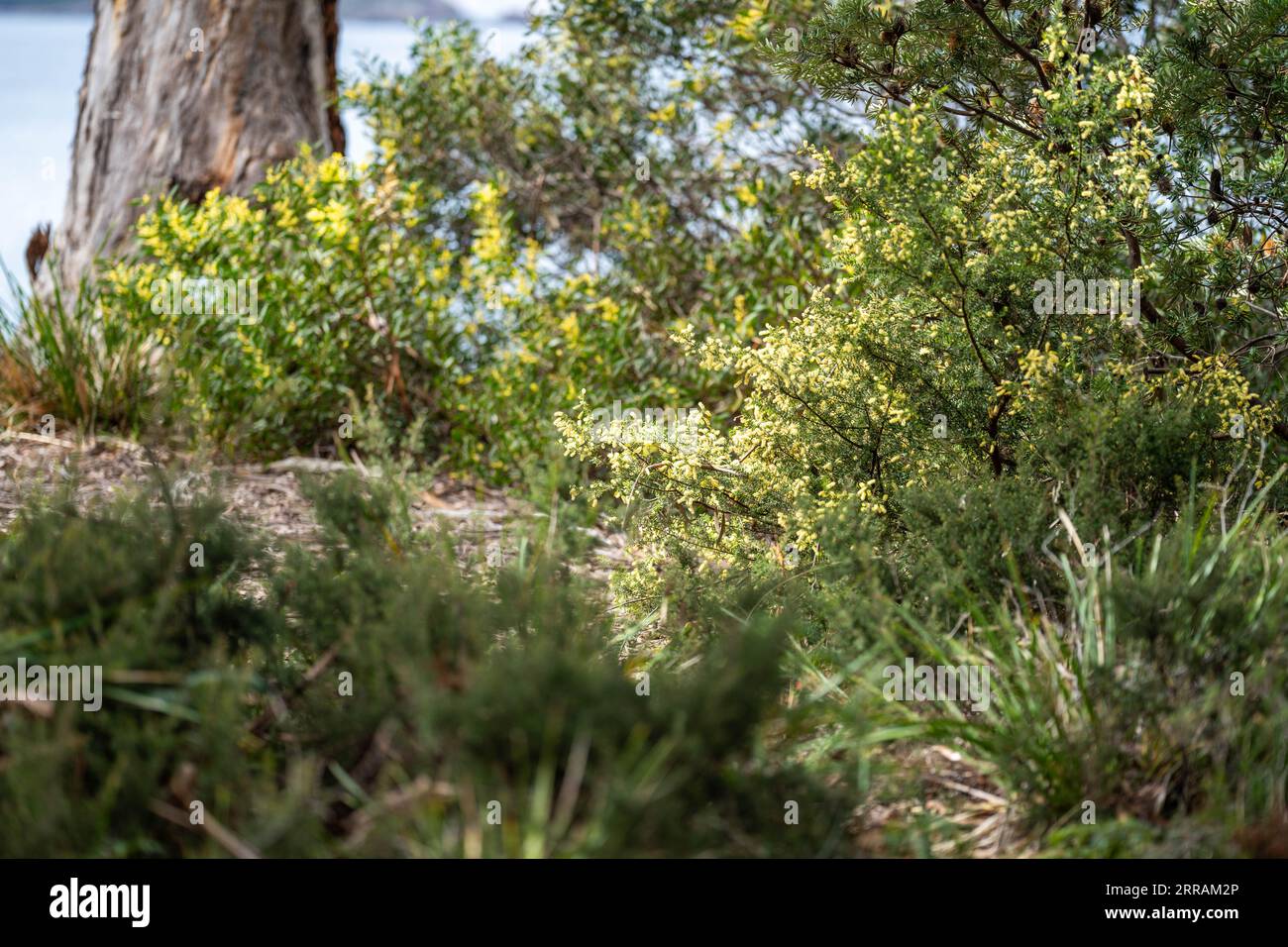 coastal native australian plants by the beach in spring Stock Photo - Alamy