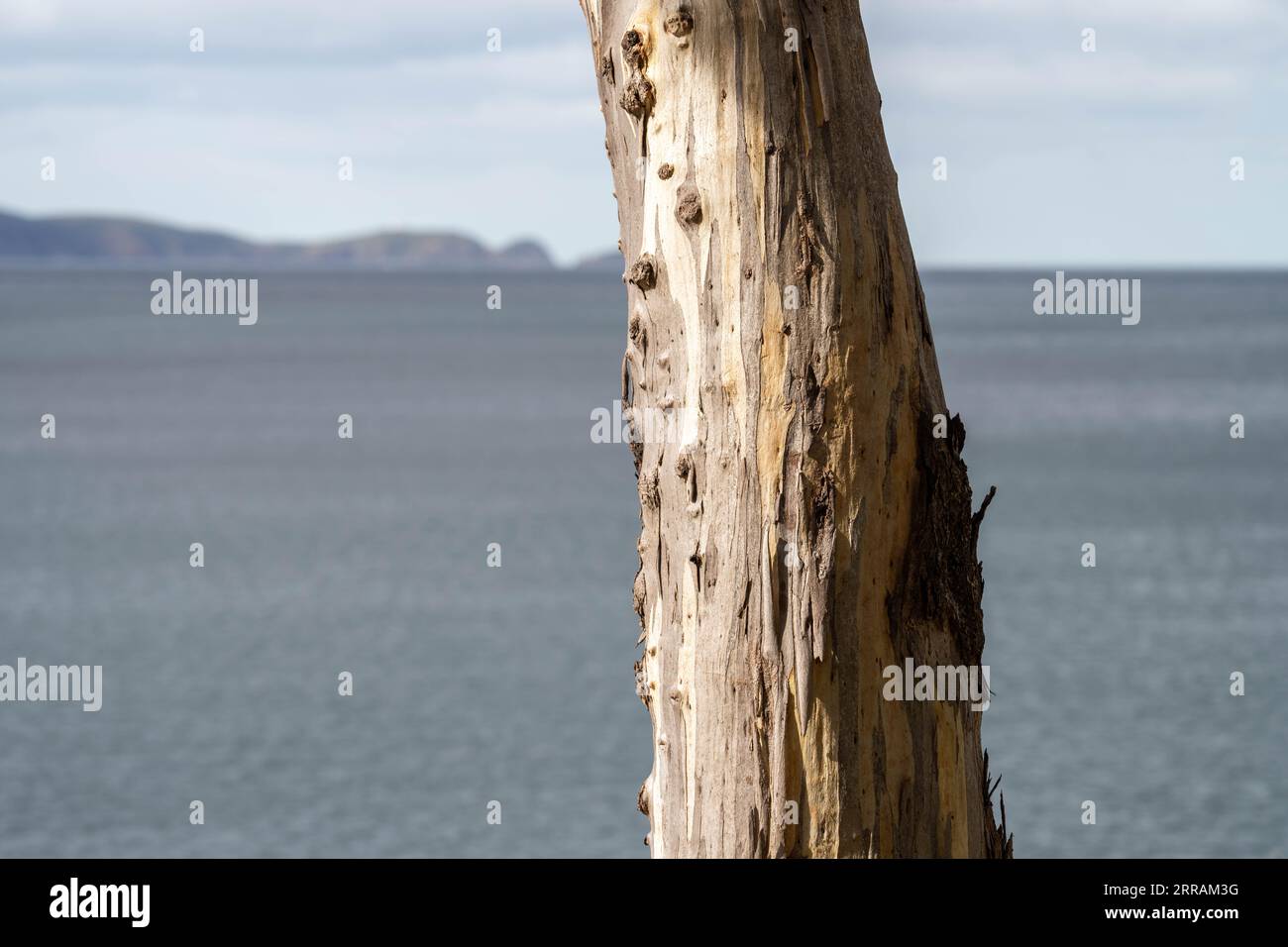 coastal native australian plants by the beach in spring Stock Photo - Alamy
