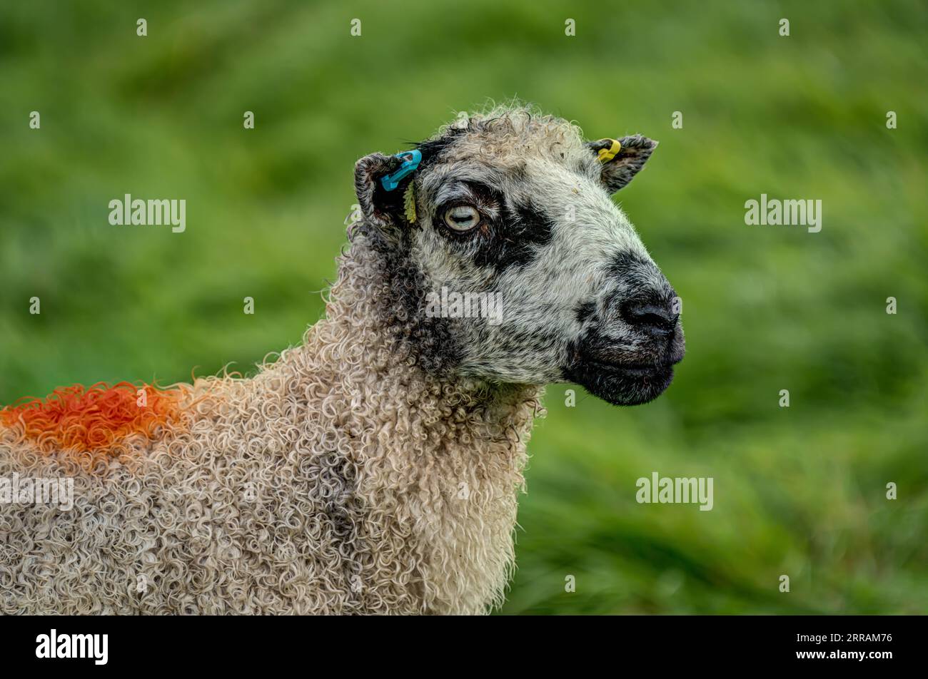 A very characterful head and shoulders candid portrait of a Masham ewe ...