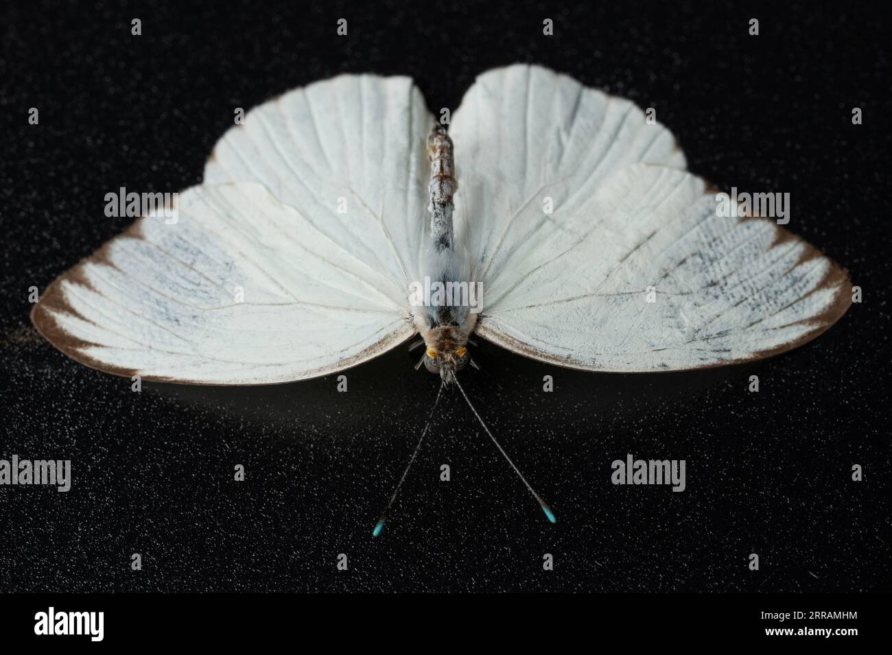 Front view of butterfly hi-res stock photography and images - Alamy