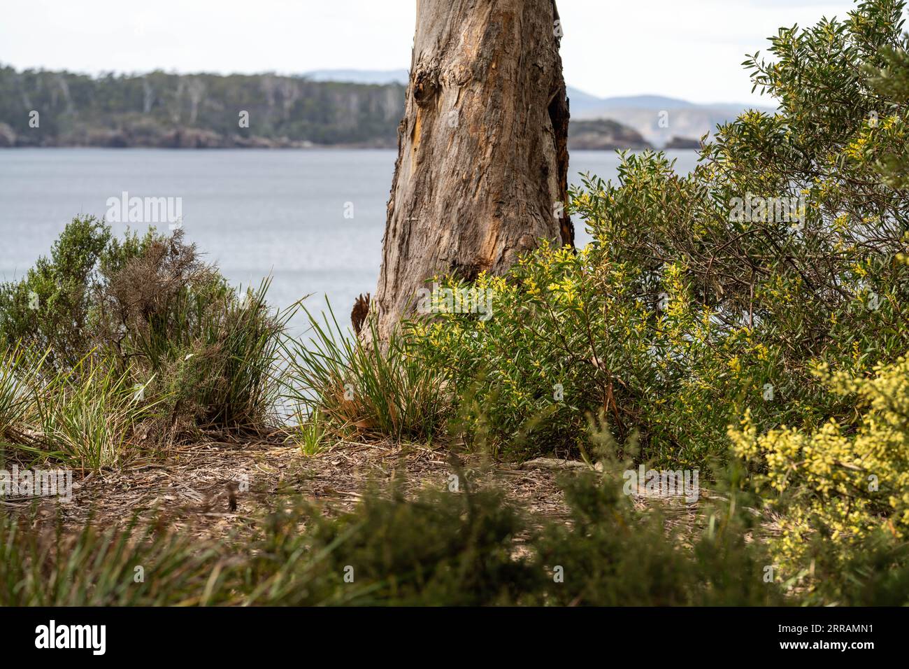 coastal native australian plants by the beach in spring Stock Photo - Alamy