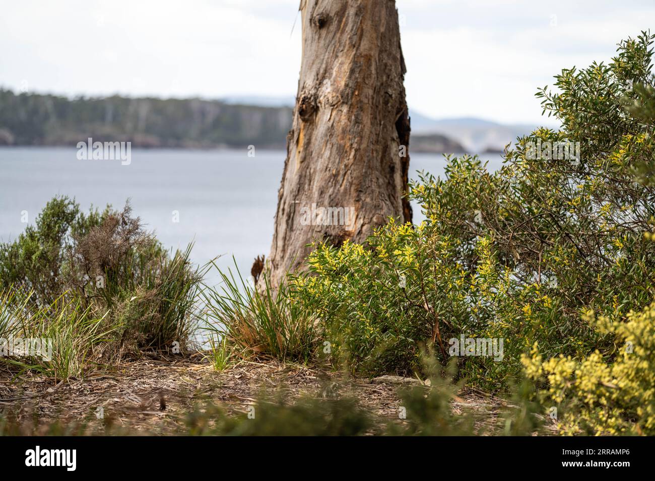 coastal native australian plants by the beach in spring Stock Photo - Alamy