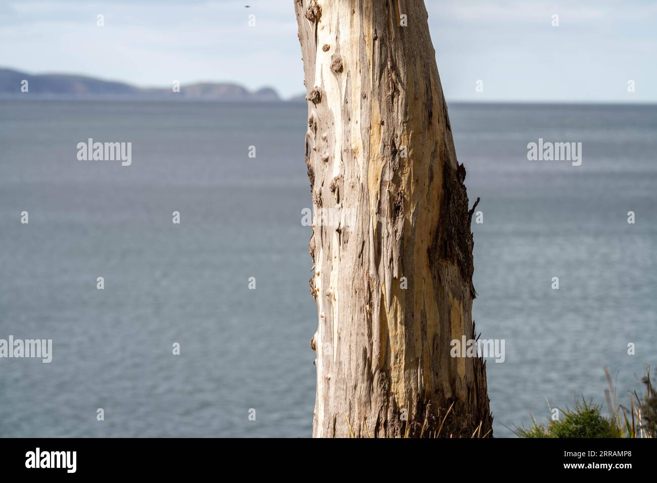 Gum leaves beach hi-res stock photography and images - Alamy