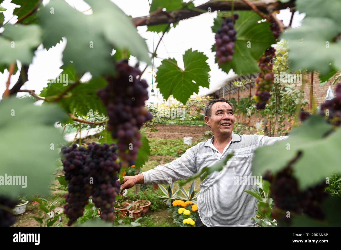 China qinghai yushu vegetable hi-res stock photography and images - Alamy