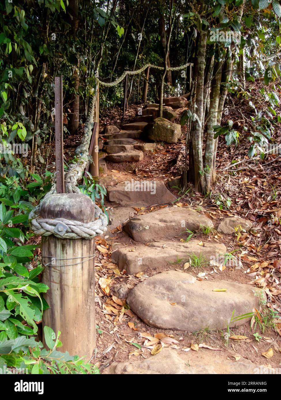 Stairs on trail with Braided Rope Handrail, Yungaburra, Australia Stock ...