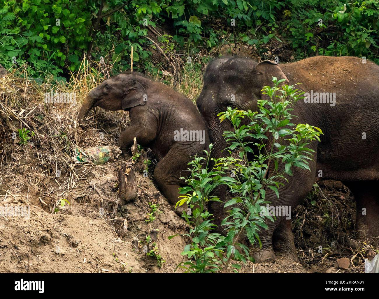 Yuxi elephant hi-res stock photography and images - Alamy