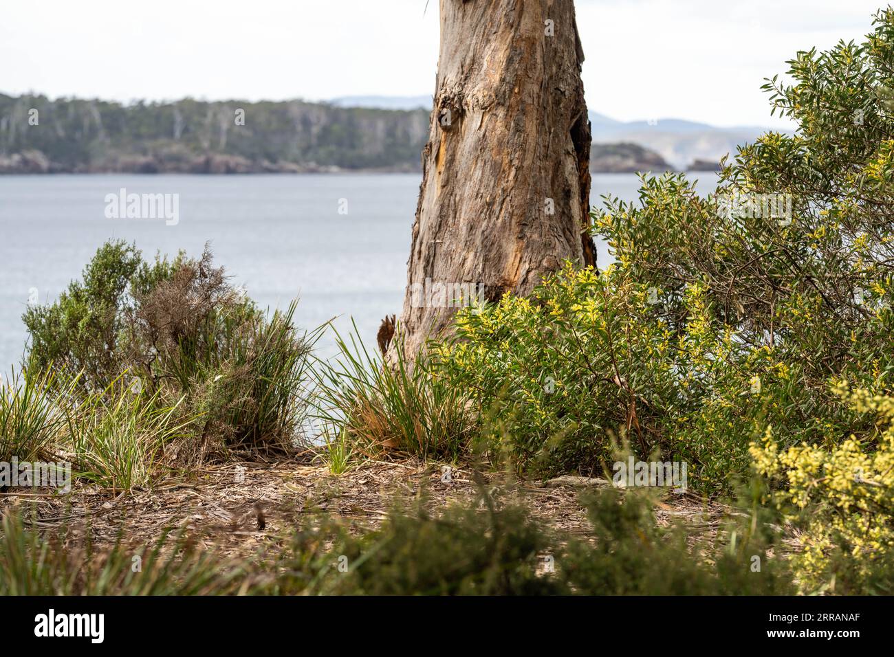 coastal native australian plants by the beach in spring Stock Photo - Alamy