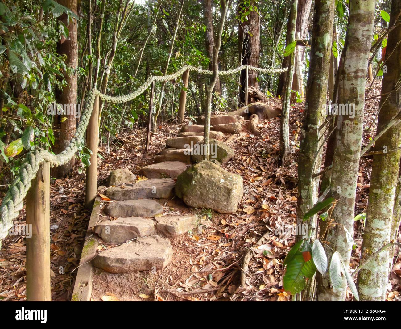 Stairs on trail with Braided Rope Handrail, Yungaburra, Australia Stock ...