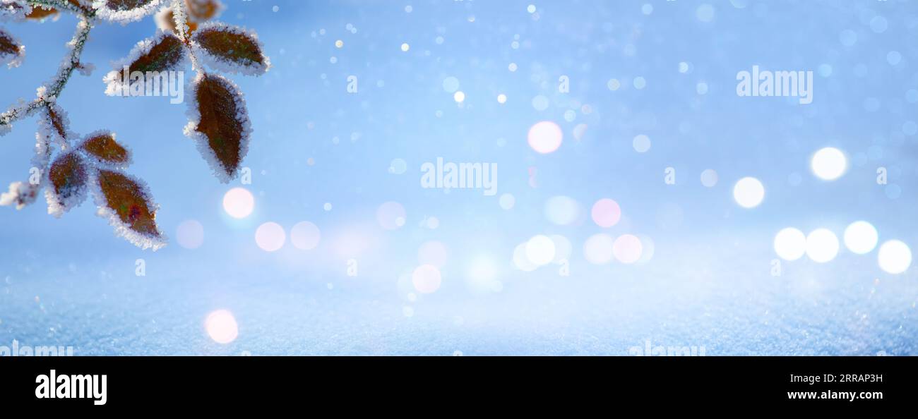 Frosty winter landscape in a snowy forest. Christmas background with tree branch and blurred ...