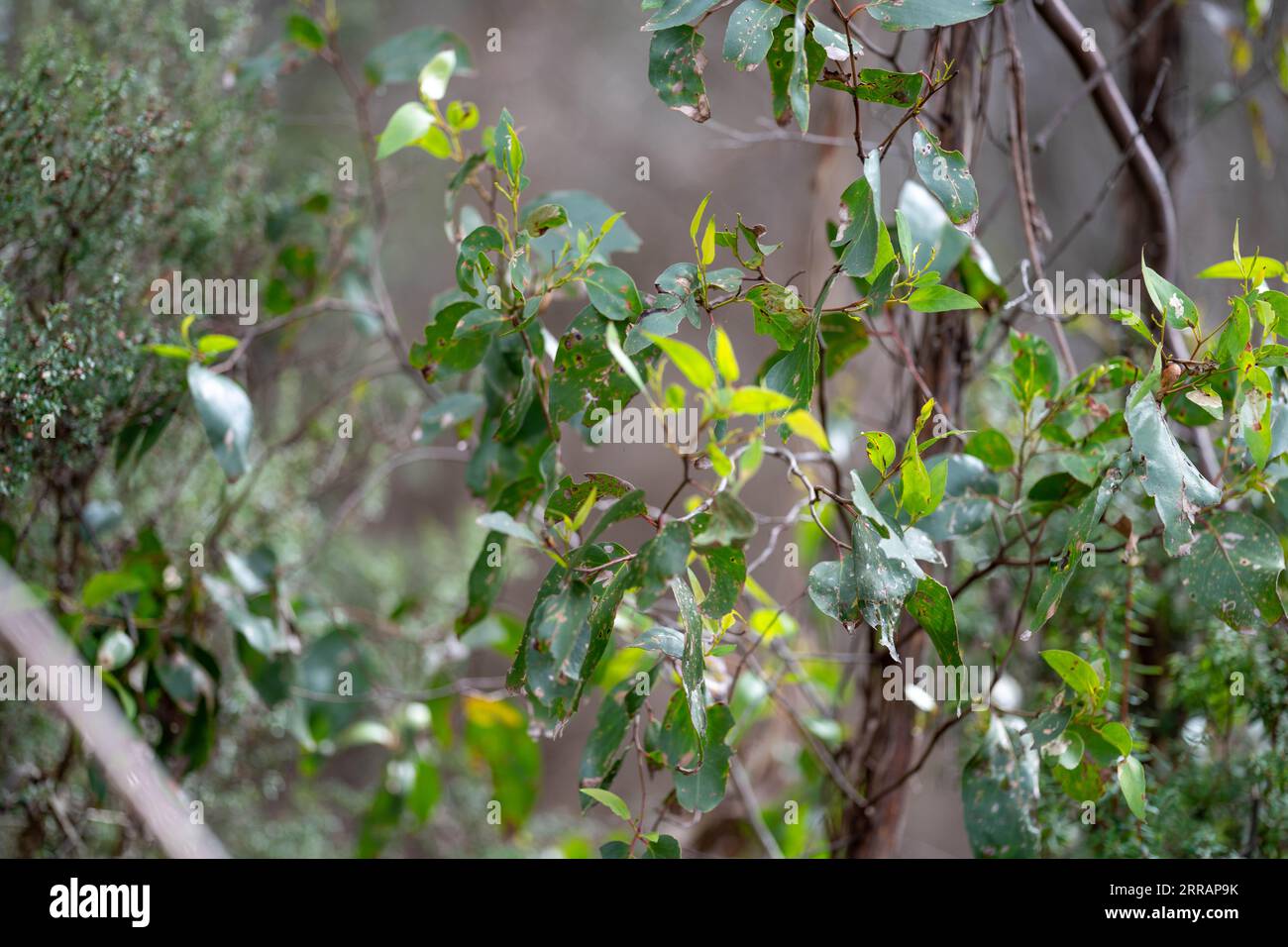 coastal native australian plants by the beach in spring Stock Photo - Alamy