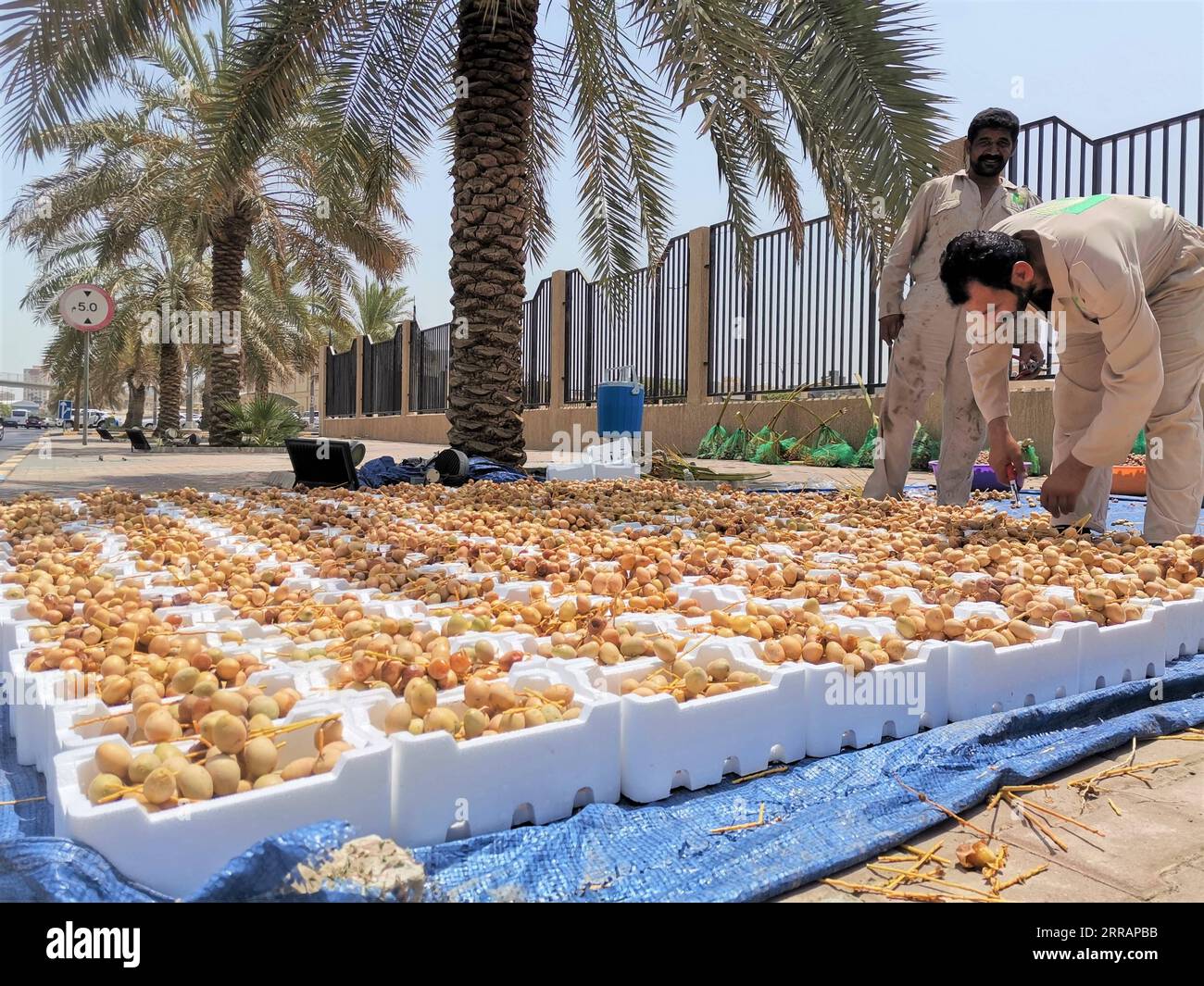 210812 -- KUWAIT CITY, Aug. 12, 2021 -- Workers pack dates picked from ...