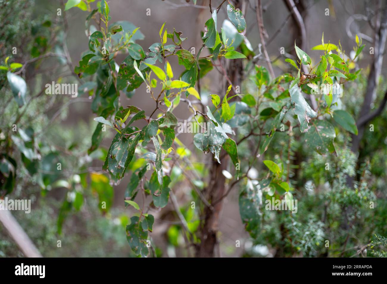coastal native australian plants by the beach in spring Stock Photo - Alamy